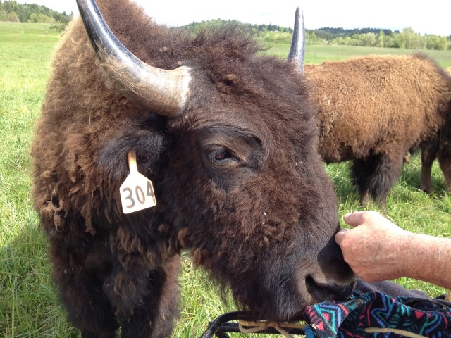 Green Fields Bison Ranch – Producing Wildly Nutritious Grass-Fed Bison Meat